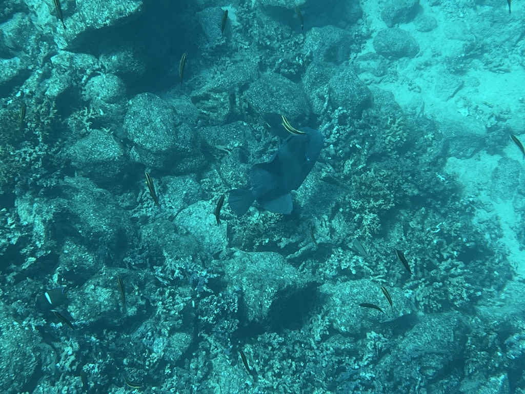 Stone Triggerfish from Pacific Ocean, Veraguas, PA on January 24, 2025 ...