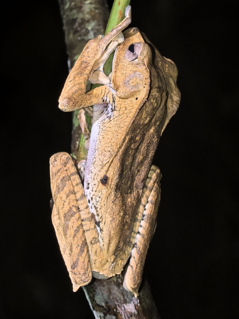 File-eared Tree Frog from Sabah, 马来西亚 on January 24, 2025 at 09:52 PM ...