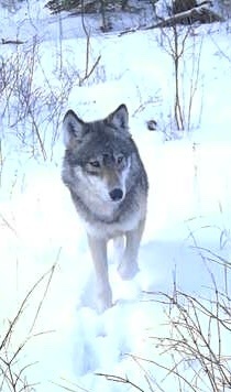 Gray Wolf in January 2025 by Dana Dickson · iNaturalist