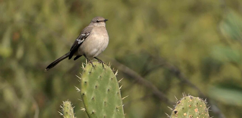 Northern Mockingbird from San Luis Potosí, S.L.P., México on January 14 ...