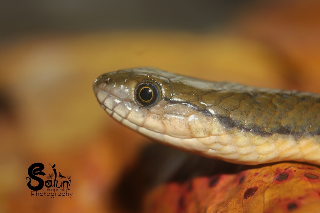 Split Keelback from Bombuwala, Sri Lanka on January 23, 2025 at 01:57 ...