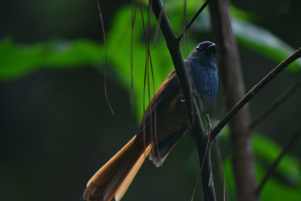 Blue-headed Fantail from Happy Hollow, Baguio, Benguet, Philippines on ...