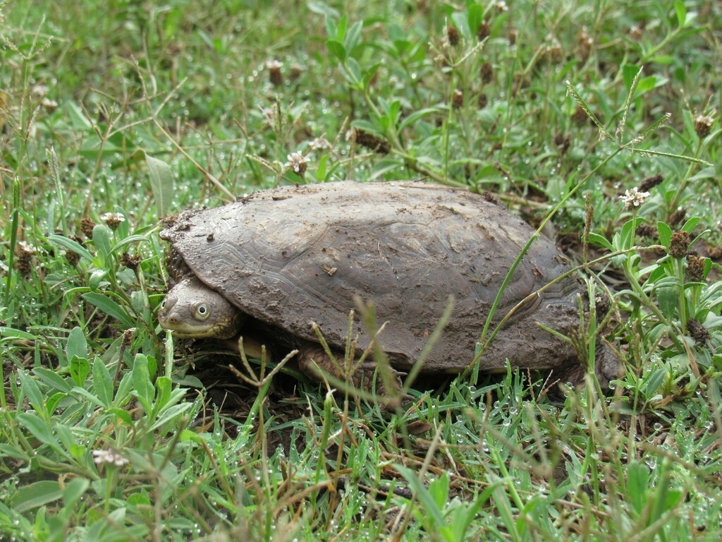 Chaco Side-necked Turtle in January 2023 by Matías J. Almeida · iNaturalist