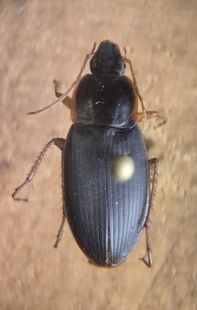 Calathus opaculus from Poplar St and Liberty St, Meadville, PA 16335 ...