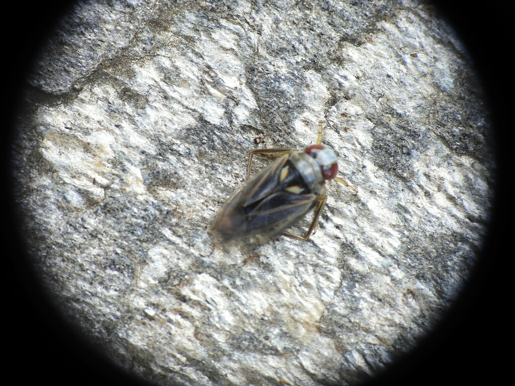 Enithares woodwardi from Coomba Park NSW 2428, Australia on January 25 ...