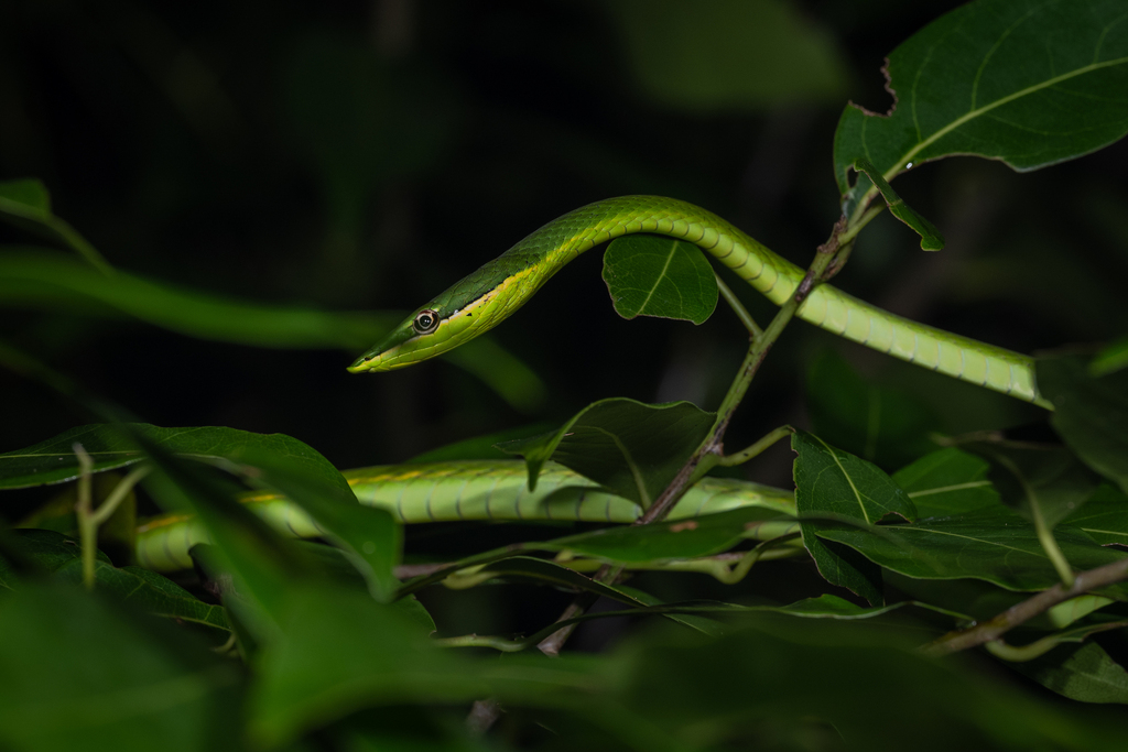 Pointed Snake from 多米尼加共和国蓬塔卡纳邮政编码: 23000 on January 18, 2025 at 11:31 ...