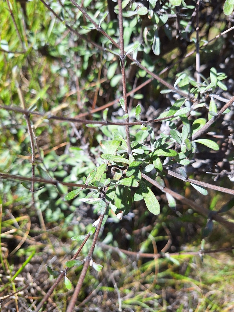 Olearia odorata from Leaderdale, Molesworth, New Zealand on January 16 ...