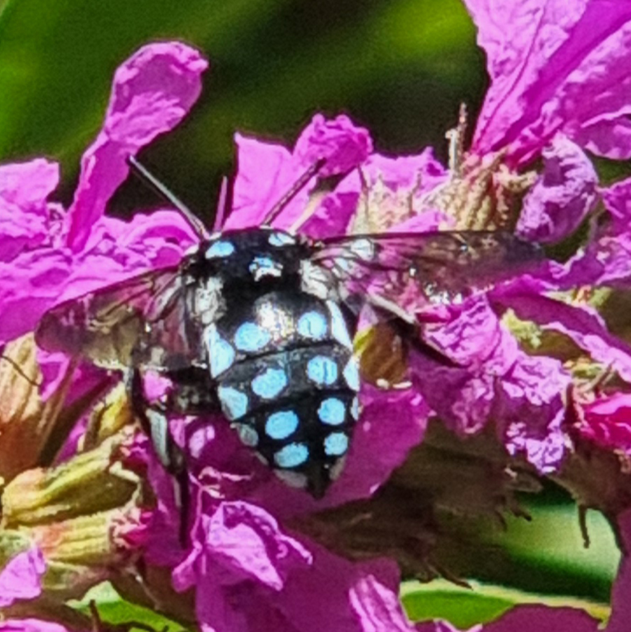 Blue-spotted Cloak-and-dagger Bee from Gordon VIC 3345, Australia on ...