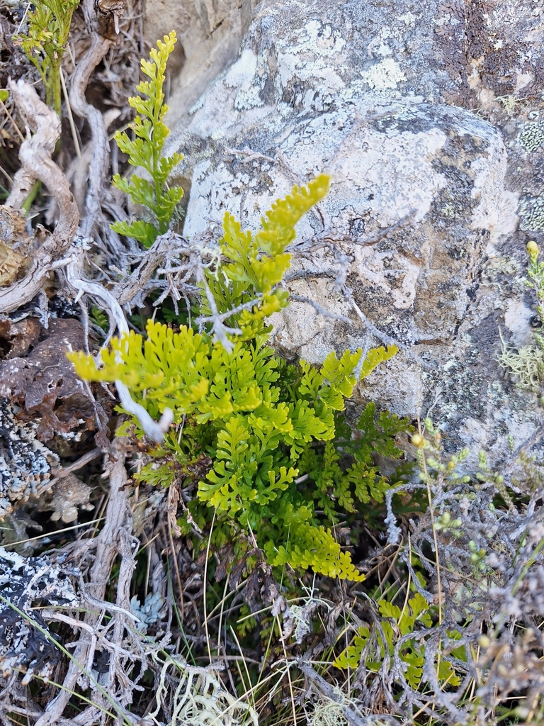 Matua Kaponga from Leaderdale, Molesworth, New Zealand on January 16 ...