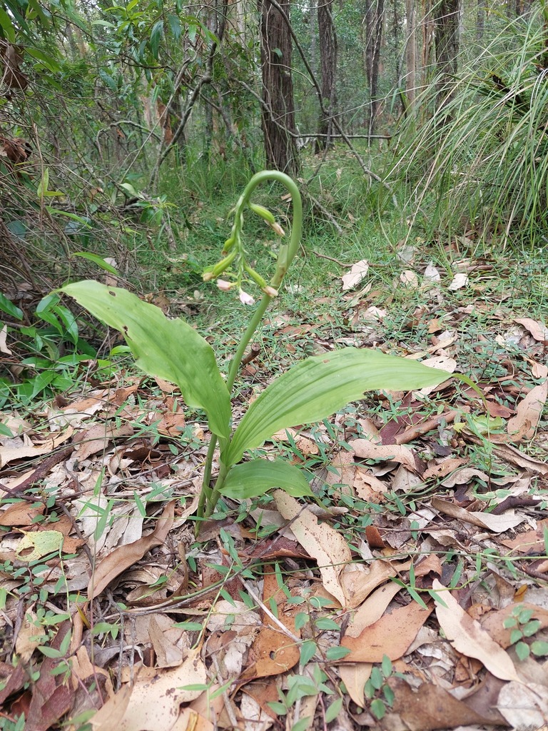 Harlequin Orchids in January 2025 by Alex Kenins · iNaturalist