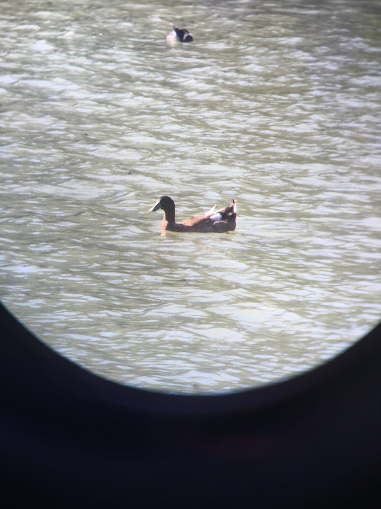 Domestic Mallard from Boardwalk Pl, Keilor East, VIC, AU on January 25 ...