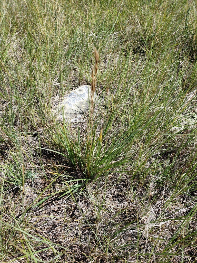 Spike-oat from Minton, SK S0C 1T0, Canada on July 29, 2019 at 11:27 AM ...