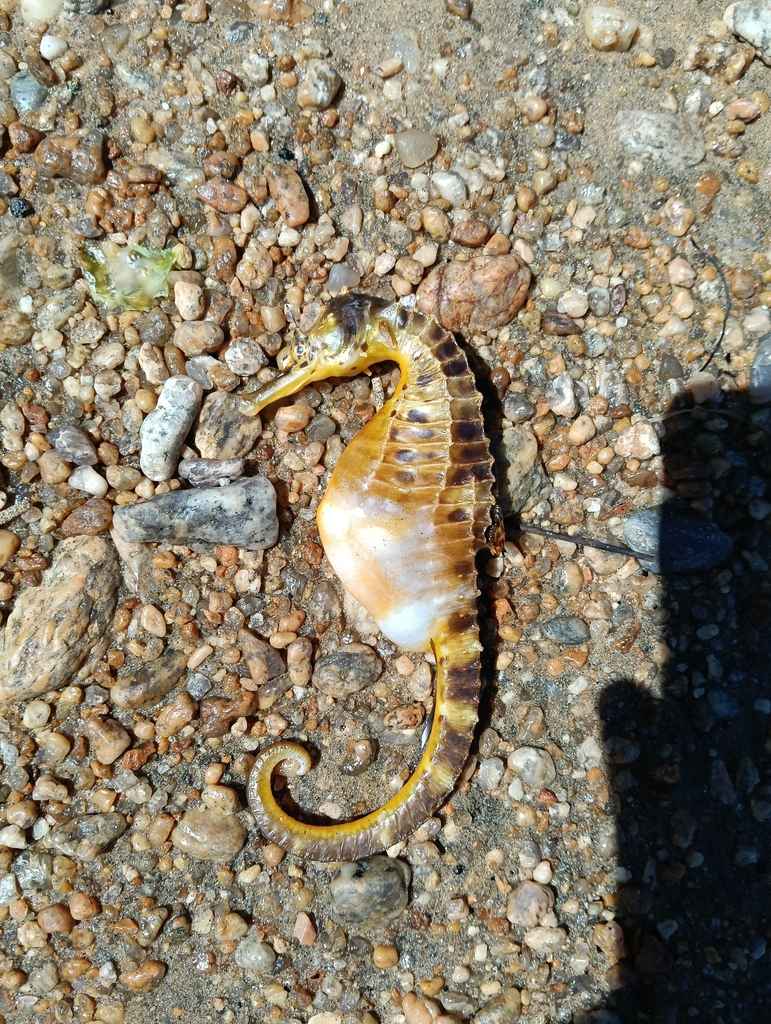 Bigbelly Seahorse from New Zealand, Southland, Ulva Island on January ...