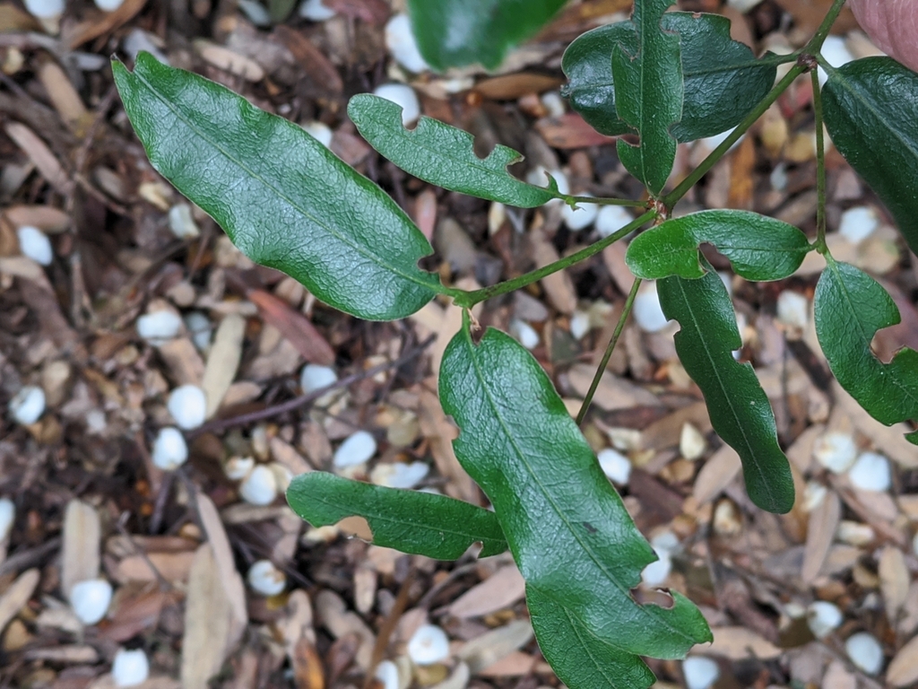 Leatherwood from Loongana TAS 7315, Australia on January 25, 2025 at 02 ...