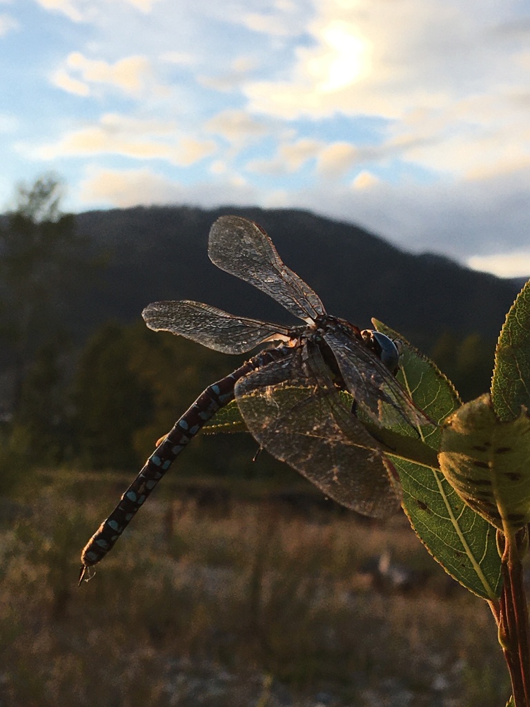 Sedge Darner from Усть-Коксинский район, Республика Алтай, RU on August ...