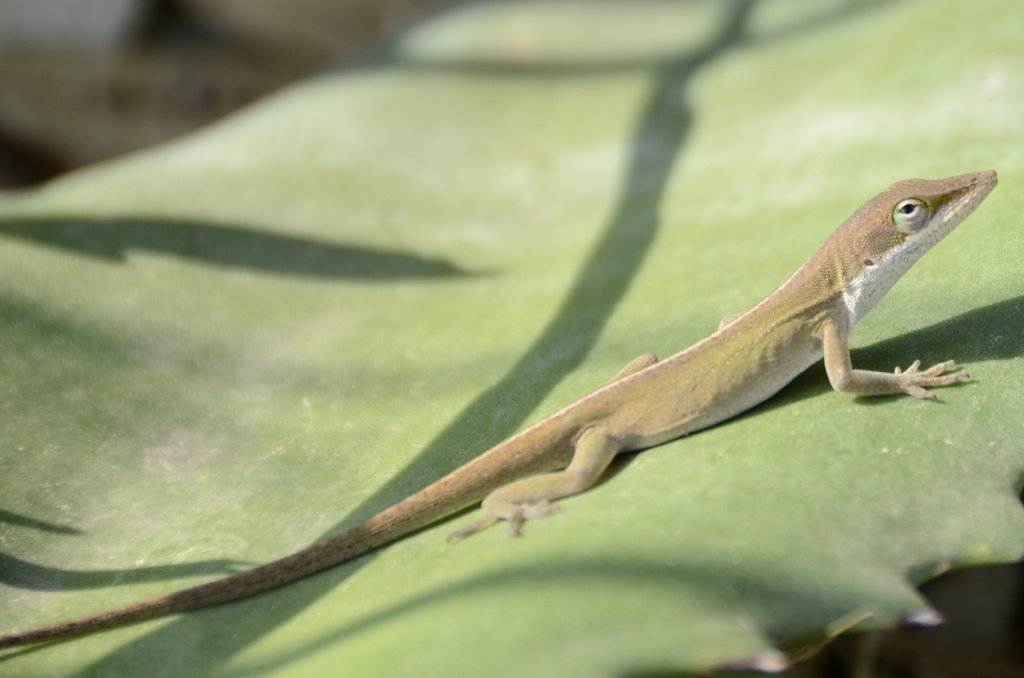Green Anole (Anolis carolinensis) (Wildlife of the United States ...