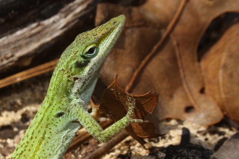 Green Anole (Anolis carolinensis) (Wildlife of the United States ...