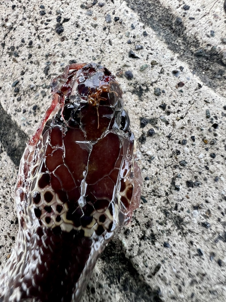 Common Wolf Snake from Bohol, Dimiao, Bohol, PH on January 23, 2025 at ...