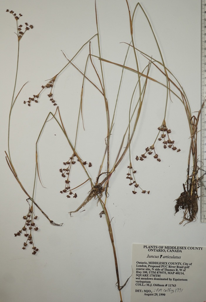 Jointed rush from Canada, Ontario, MIDDLESEX County, Proposed PUC River ...