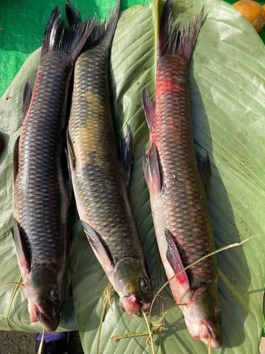 género Altigena · NaturaLista Colombia