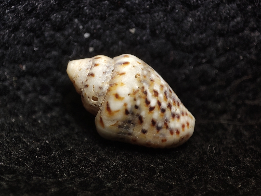 Dotted Dove Shell from Xiamen, CN-FJ, CN on August 25, 2017 at 05:08 PM ...