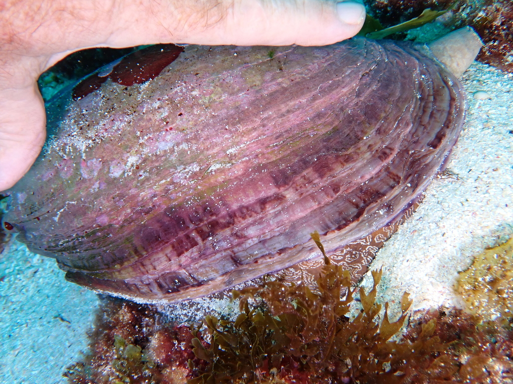 Southern Baler from Rottnest Island WA 6161, Australia on January 21 ...
