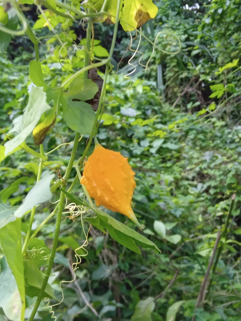 Bitter Melon from 77730 Q.R., México on January 25, 2025 at 09:10 AM by ...