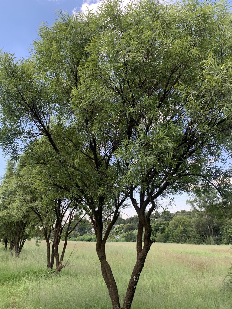 african sumac from Craighall, Randburg, Gauteng, ZA on January 25, 2025 ...