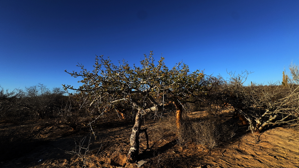cimarron plum from La Paz, BCS, Mexico on January 24, 2025 at 05:01 PM ...