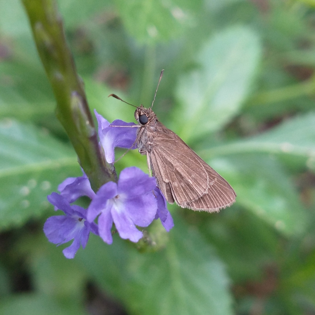Three-spotted Skipper from Naples, FL 34114, USA on December 21, 2024 at 04:52 PM by Vlad ...