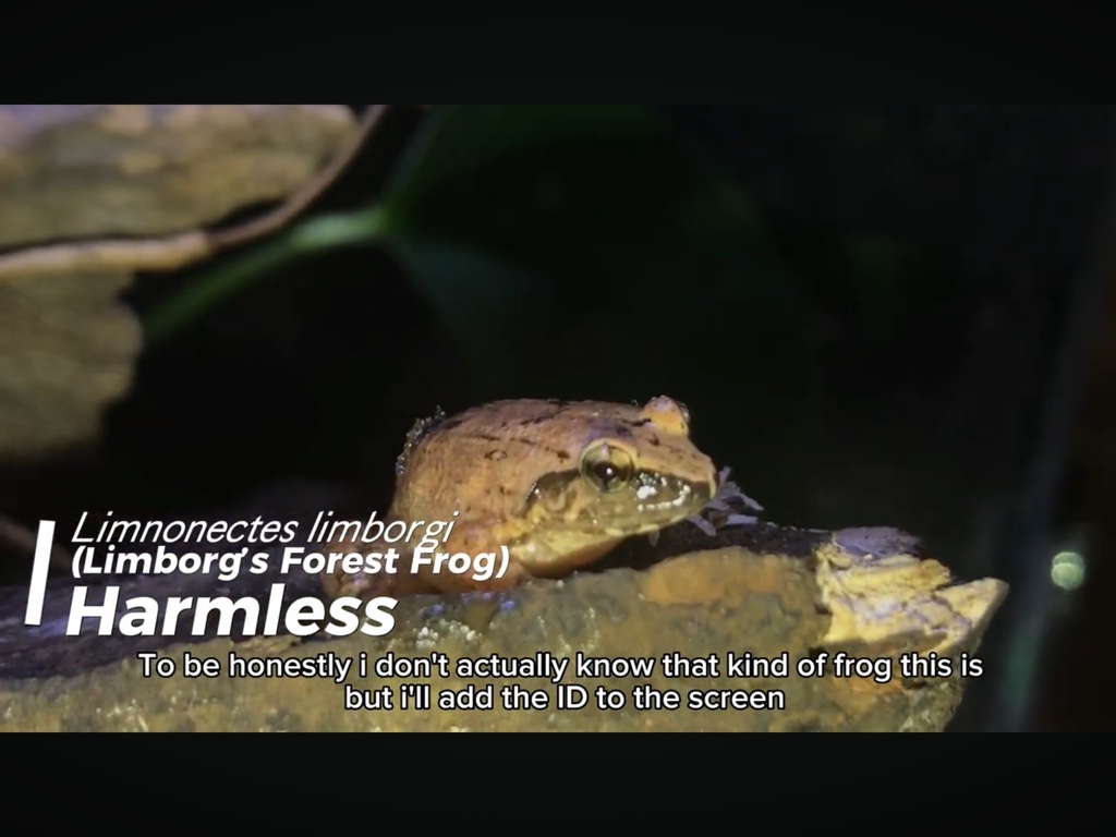 Limborg's frog from Mon, MM on December 24, 2024 at 12:50 PM by ...