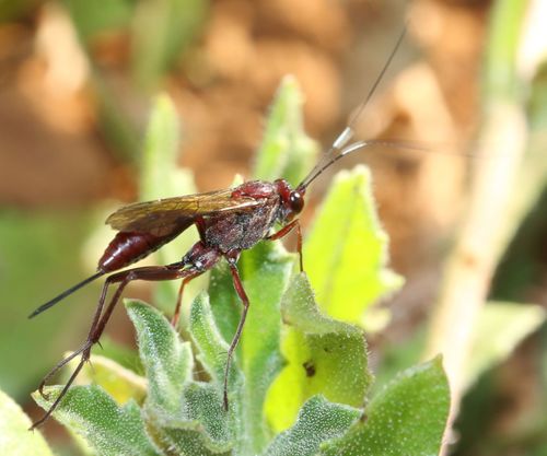 Cryptus australis · iNaturalist Mexico