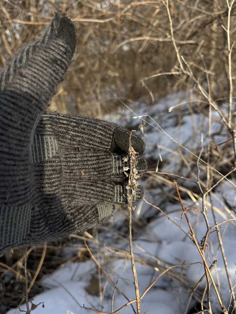 American germander from Johnson County Community College, Overland Park ...