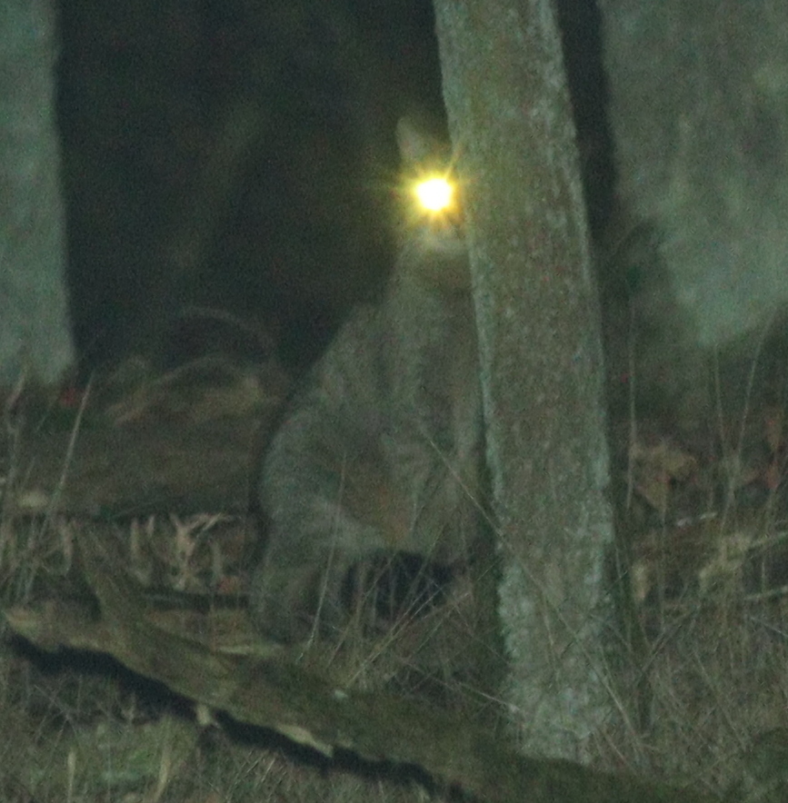 European Wildcat from 338 08 Ostrovec-Lhotka-Zbiroh, Czechia on January ...