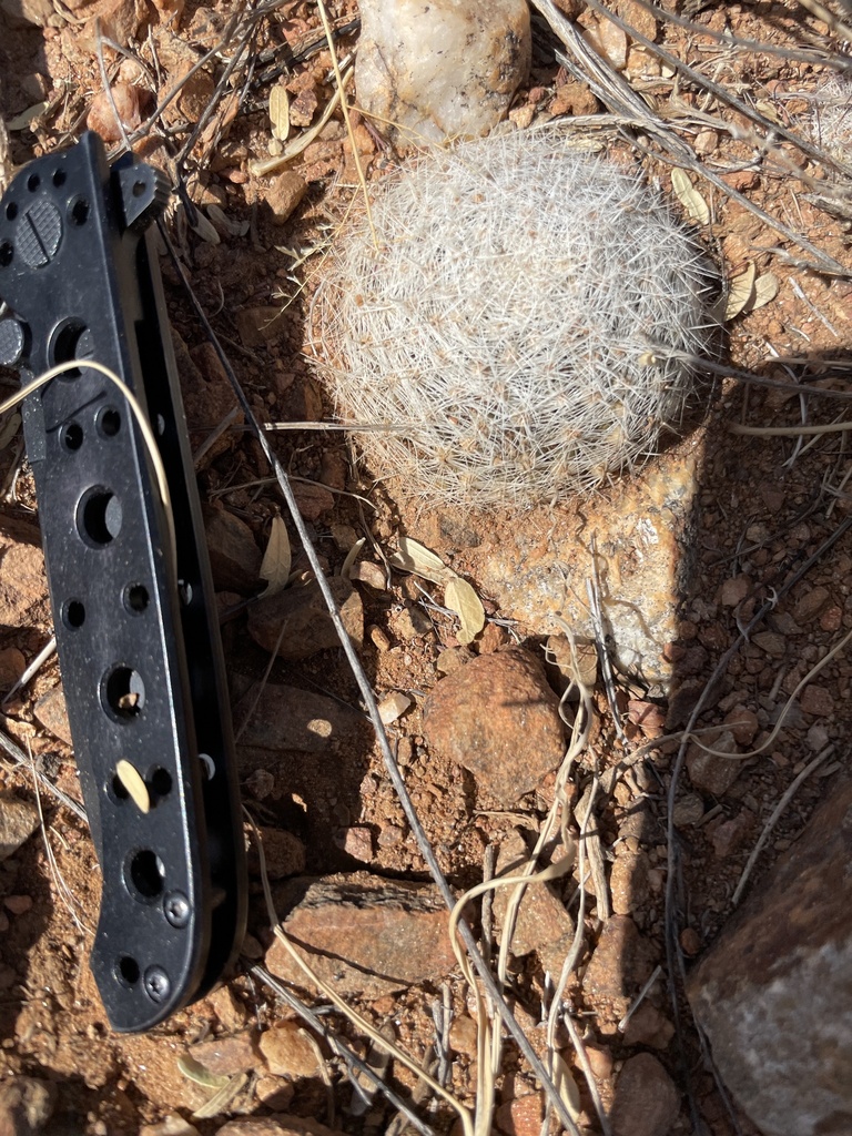 Graham's nipple cactus from Coronado National Forest, Huachuca City, AZ ...
