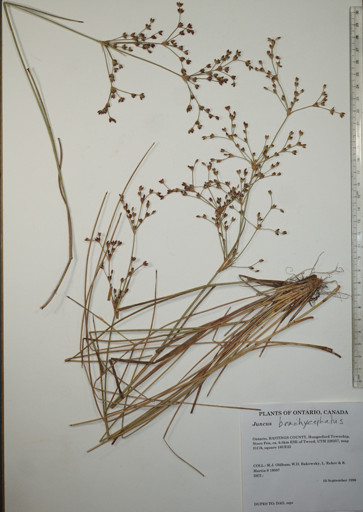 Small-head Rush from Canada, Ontario, HASTINGS County, Stoco Fen, ca. 6 ...