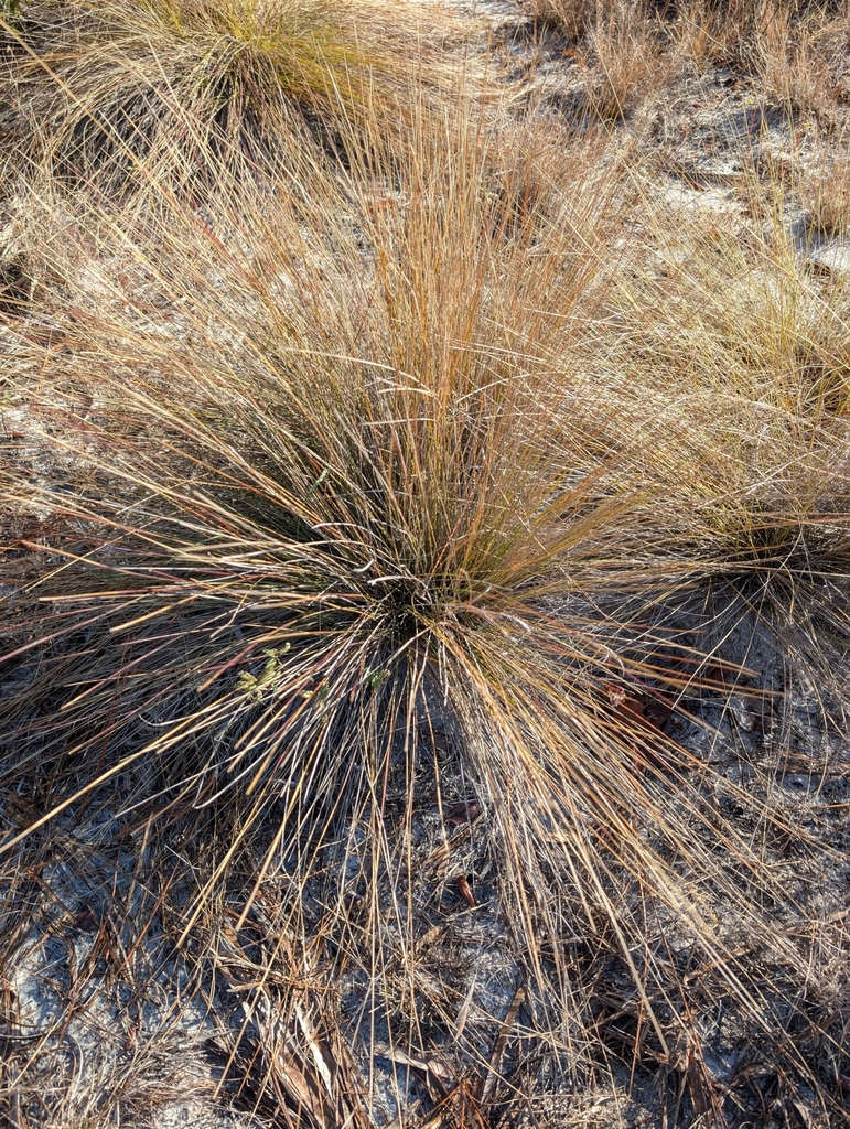 Southern Wiregrass from Haines City, Florida 33844, USA on January 25 ...