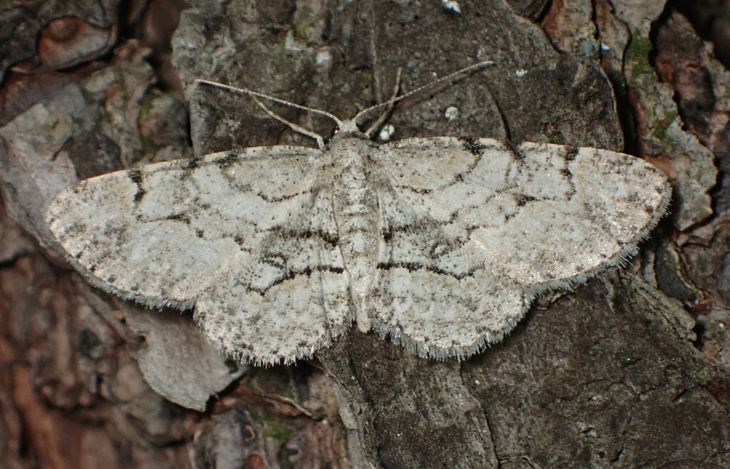 Pale-winged Gray in July 2023 by Angus Mossman. At blacklight after ...
