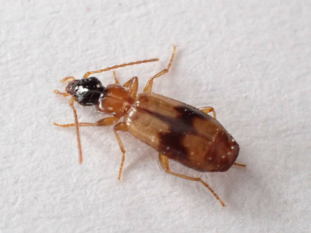 Philorhizus sigma from Солнечногорский р-н, Московская обл., Россия on ...