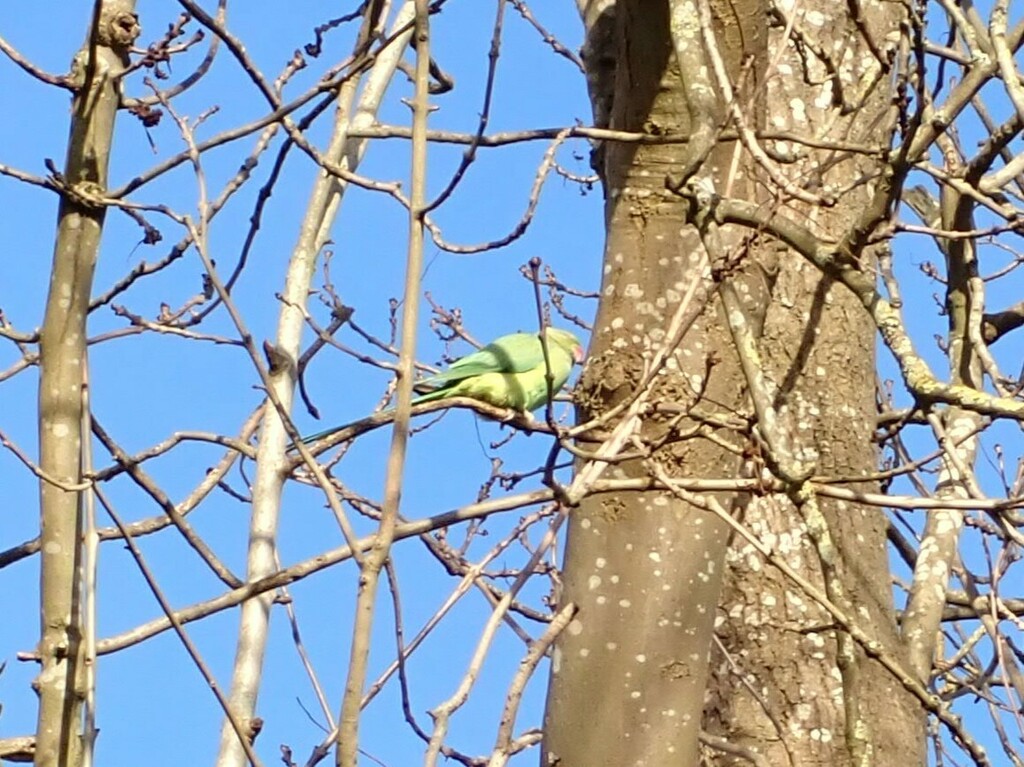 Rose-ringed Parakeet from Richmond upon Thames, England, GB on January ...