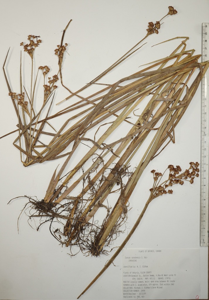 Canada Rush from Canada, Ontario, ELGIN County, Dutton Swamp, 4.8km NE ...