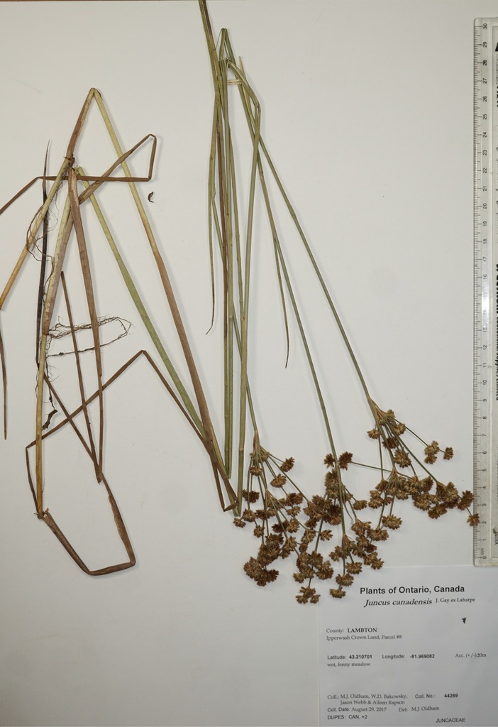 Canada Rush from Canada, Ontario, LAMBTON County, Ipperwash Crown Land ...