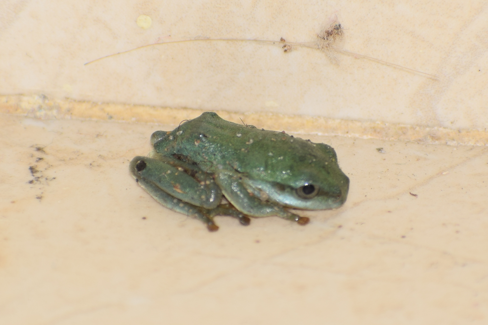 Hyla annectans (Jerdon, 1870)