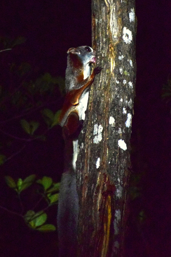 Red Giant Flying Squirrel (Petaurista petaurista) - Know Your Mammals