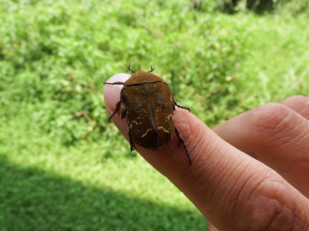 Protaetia culta from 台灣台北 on June 28, 2019 at 12:18 PM by 高山田鼠 ...