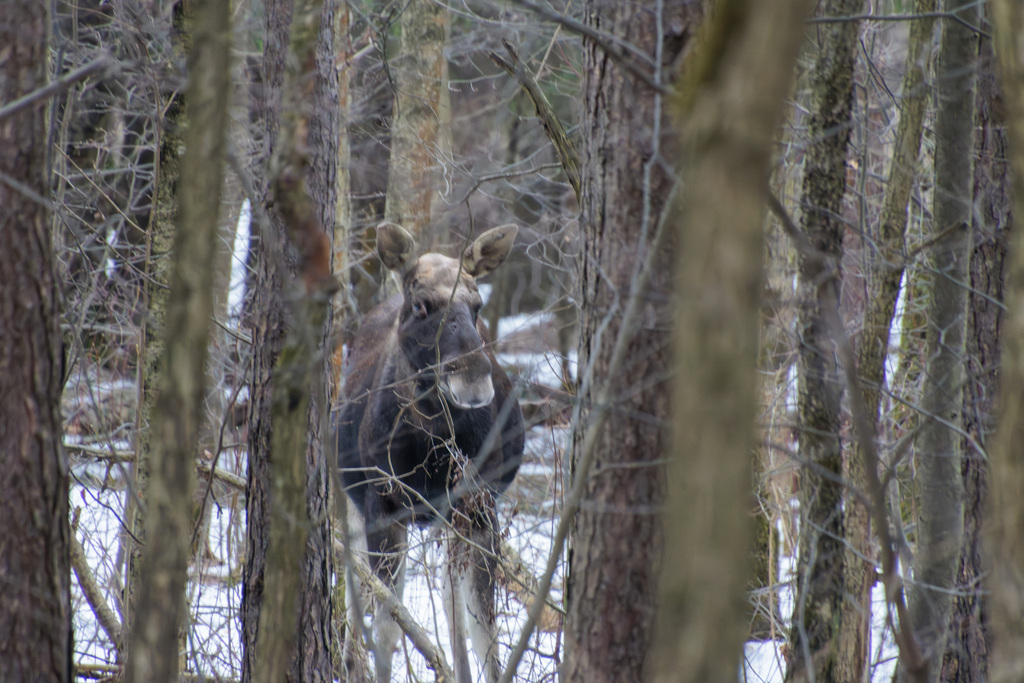 Moose from Восточный административный округ, Москва, Россия on January ...