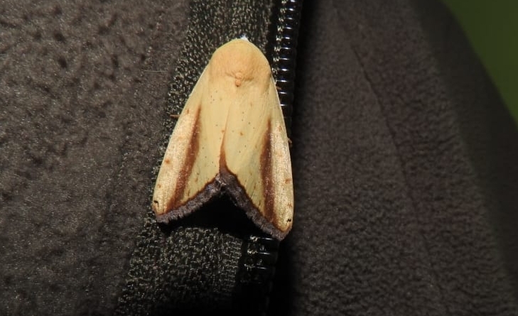 Xanthodes intersepta from Batapola, Sri Lanka on June 11, 2019 by ...