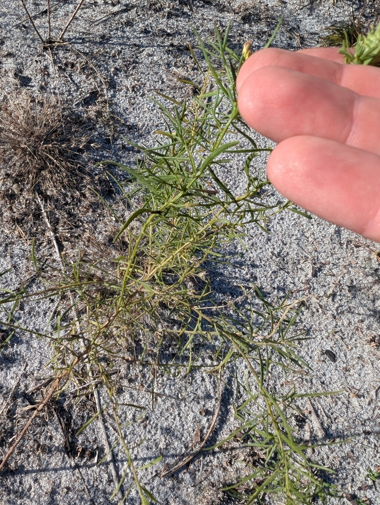 slender goldentop from Lake Wales, FL 33898, USA on January 25, 2025 at ...