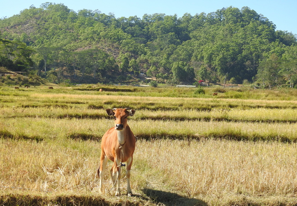 Bali Cattle (Bos javanicus domesticus) - Know Your Mammals