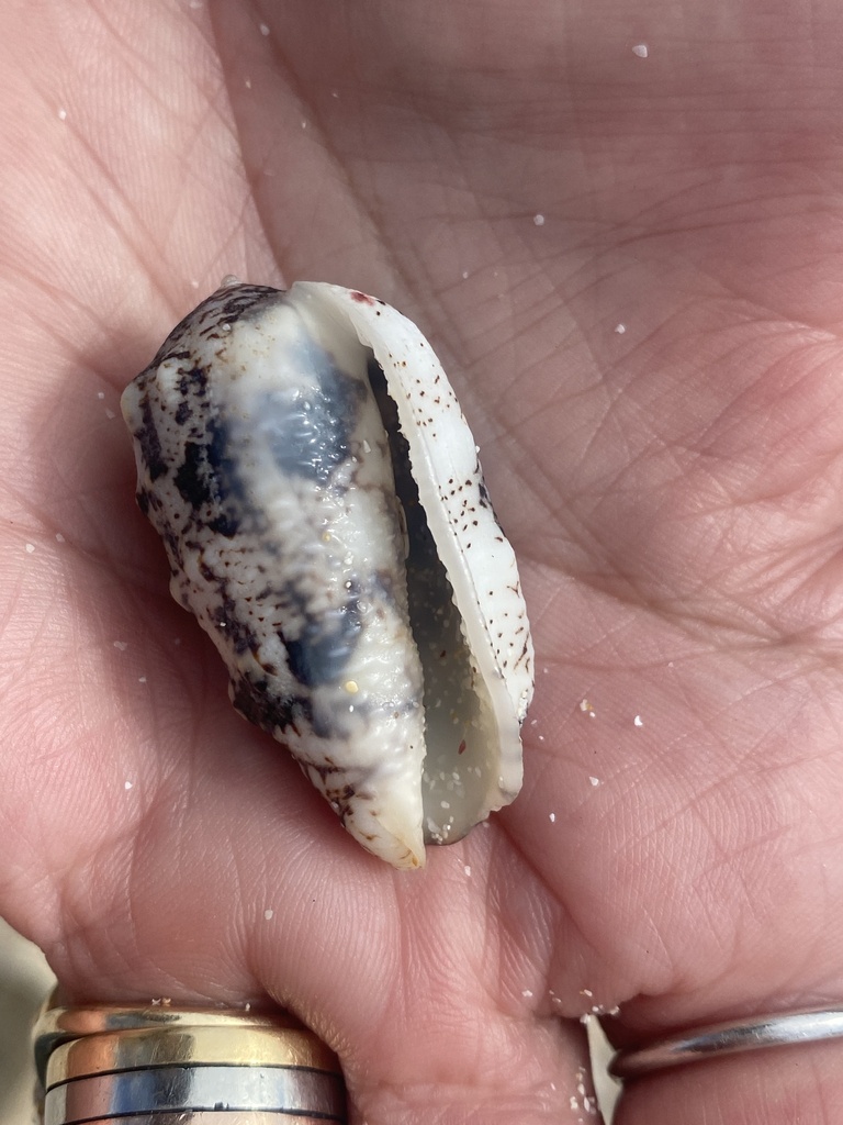 Morum tuberculosum from San Cristóbal, Parque Nacional Galápagos, EC-GA ...